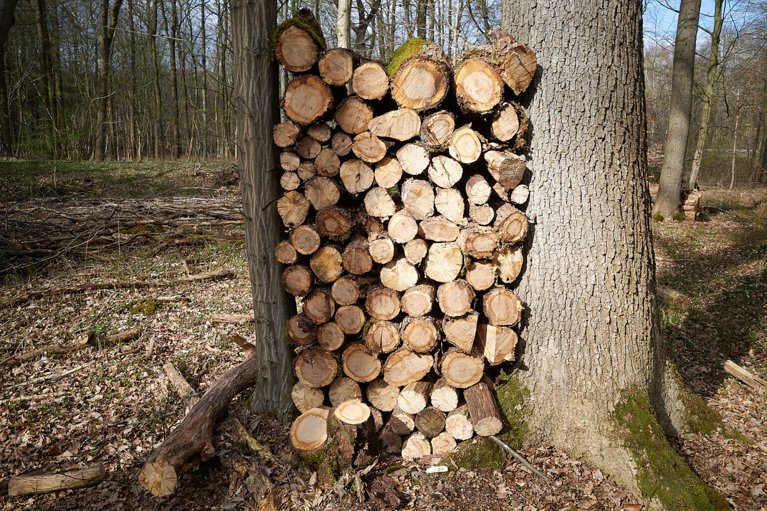 Holzsammelschein - Fürstliches Forstamt