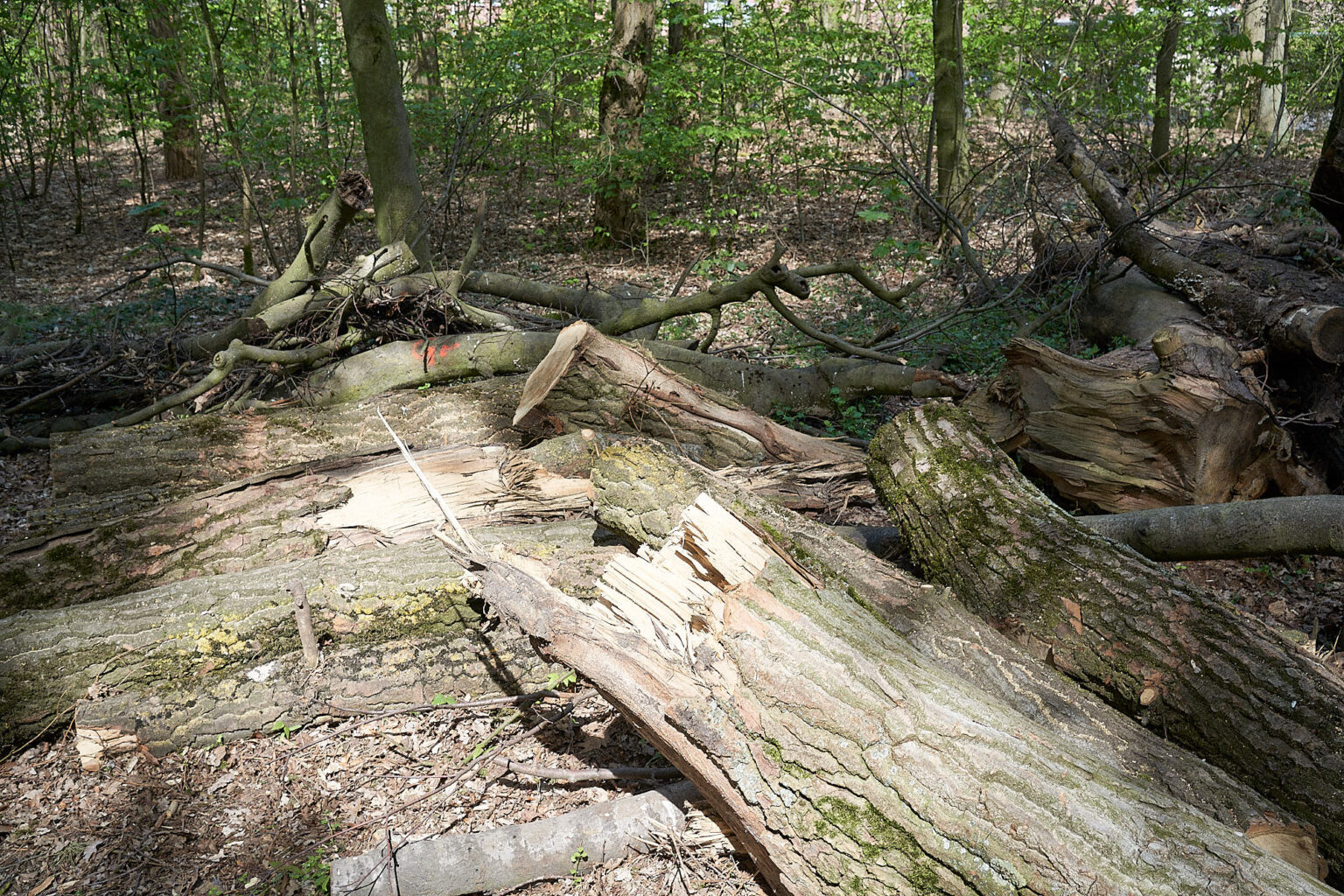 Holzsammelschein - Fürstliches Forstamt
